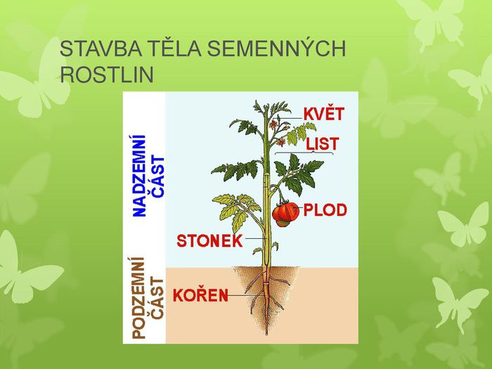 Stavba těla rostliny a její rozmnožování: Rostliny semenné :: mojetrida