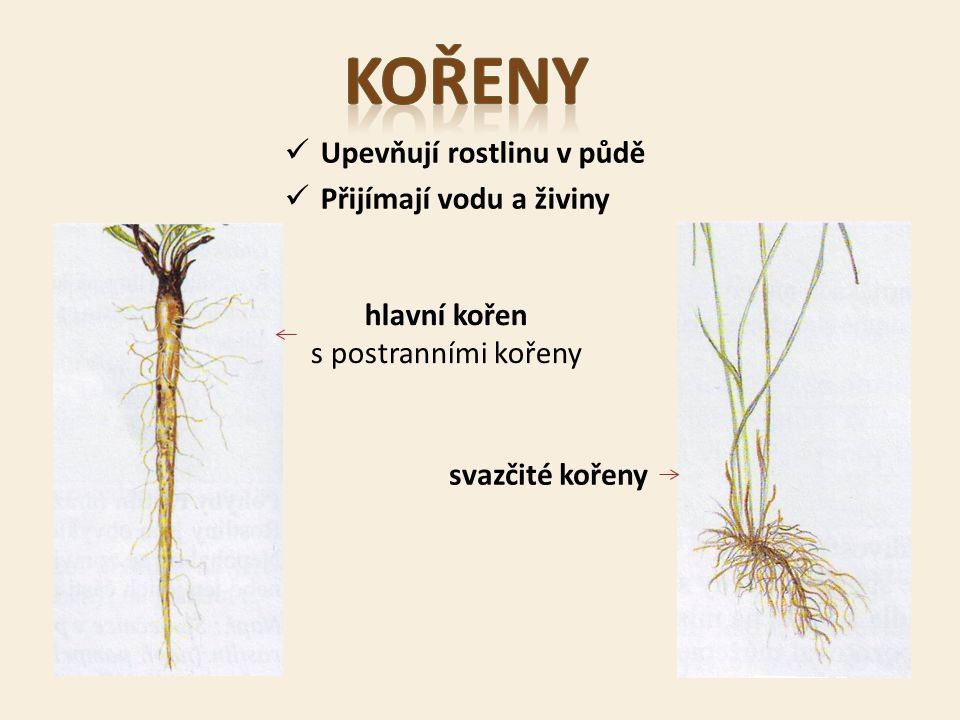 Stavba těla rostliny a její rozmnožování: Rostliny semenné :: mojetrida